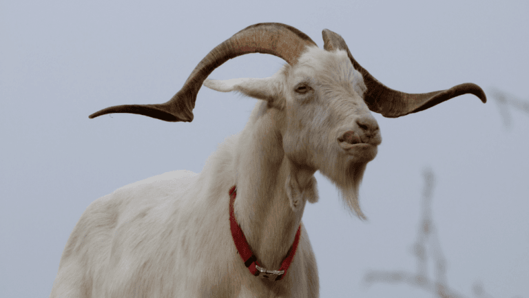 What Does a Goat Symbolize Spiritually: Eye-Opening Insights